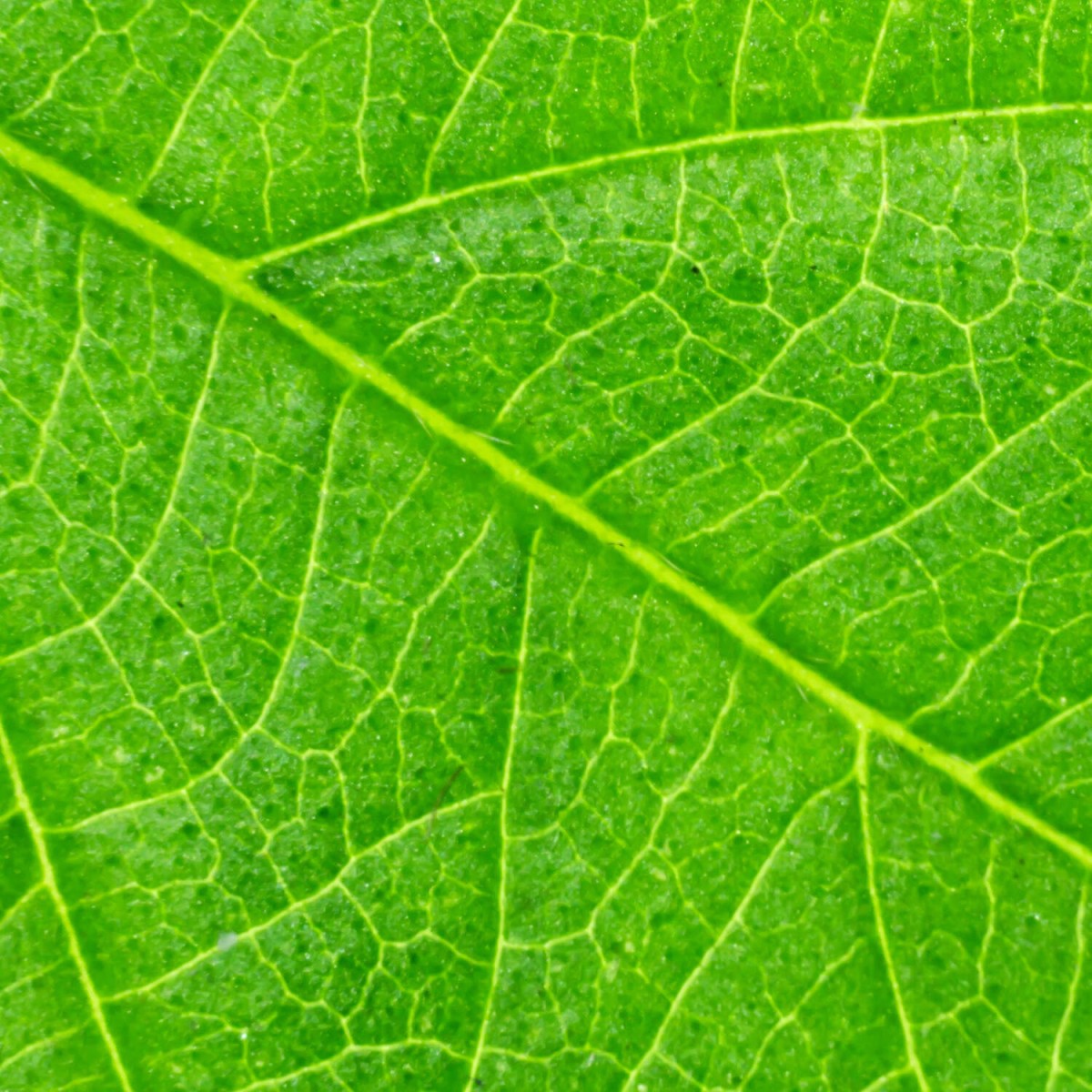 Huma®: Humates & Micro Carbon Technology